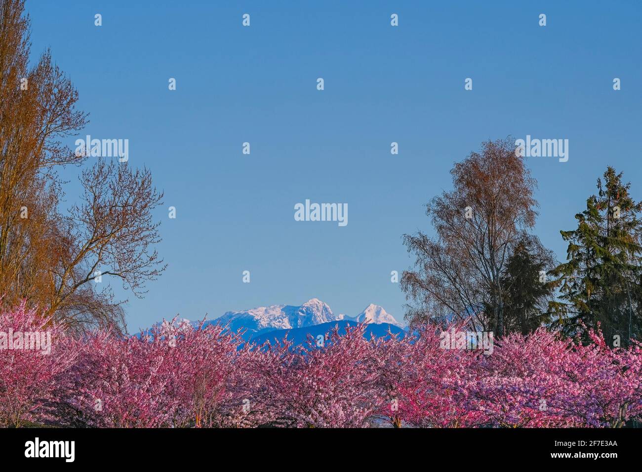 Cherry blossoms, Garry Point Park, Steveston, Richmond, British ...