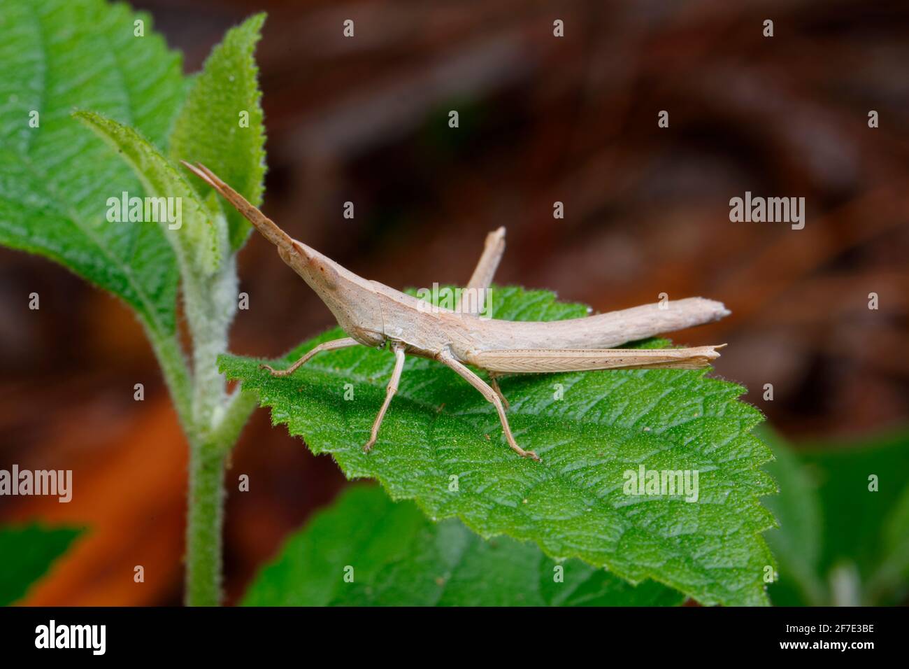 A Short-winged Toothpick Grasshopper, Pseudopomala brachyptera, perched ...