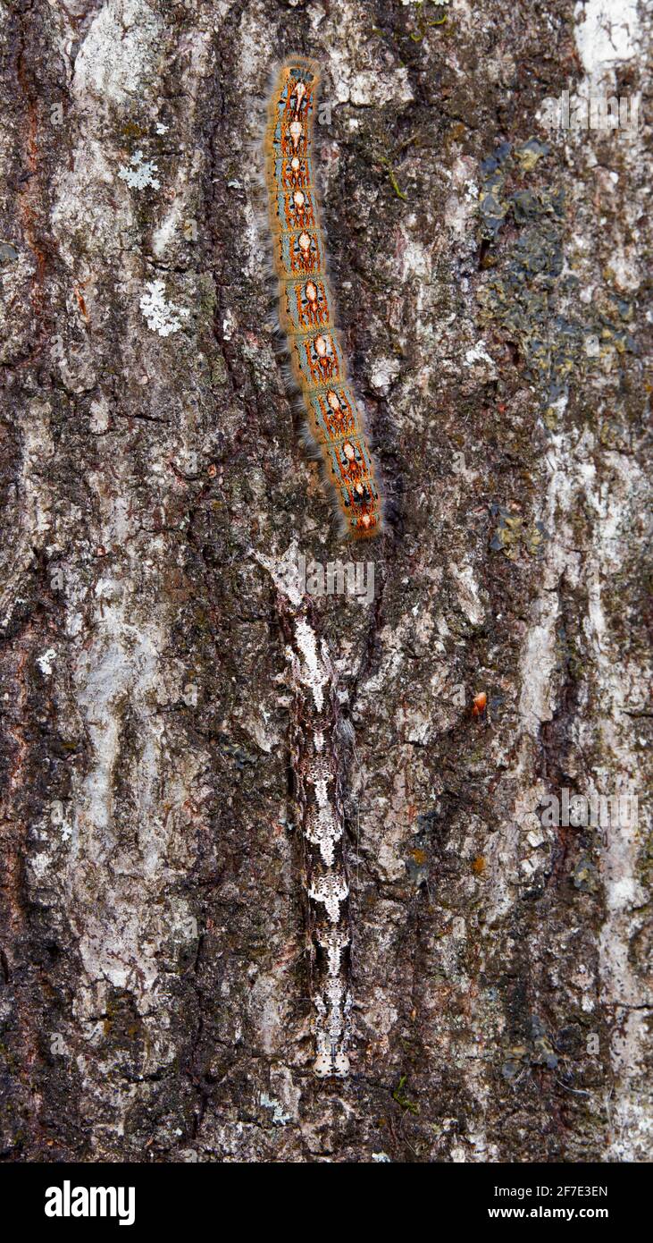 A cryptic colored inchworm, Metria amella, and a forest tent ...