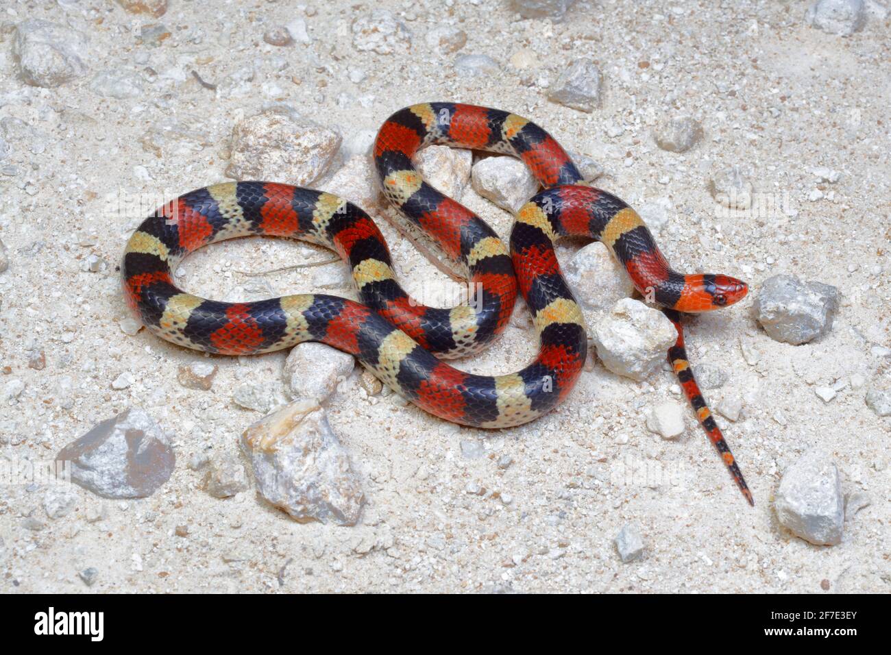 Florida Scarlet Snake High Resolution Stock Photography and Images - Alamy