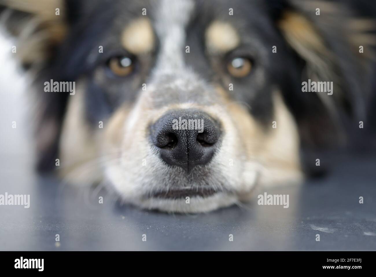 A head shot of a tricoloured border collie with only the nose in focus ...