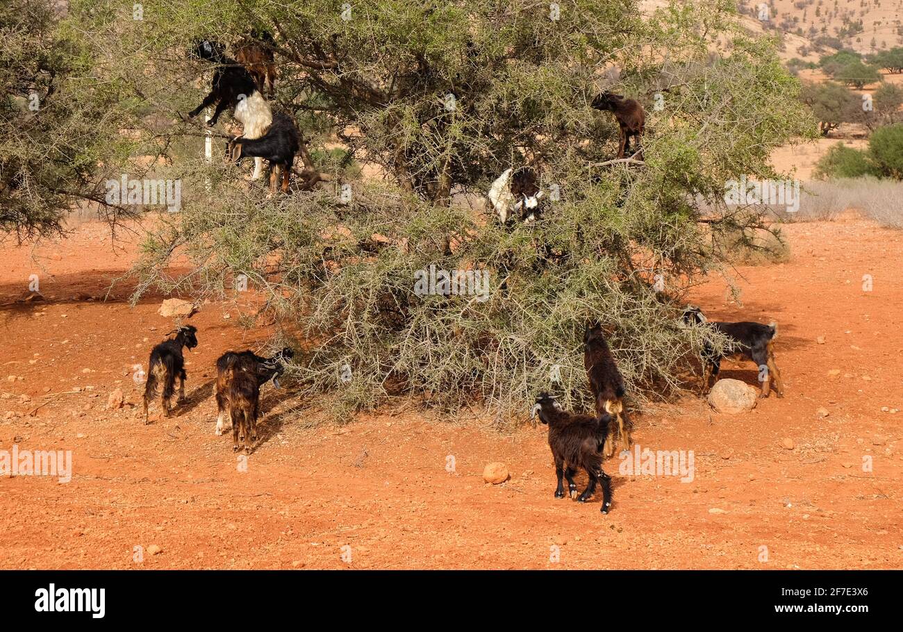 Goats climbing argan trees to eat their fruits and leaves, Morocco ...