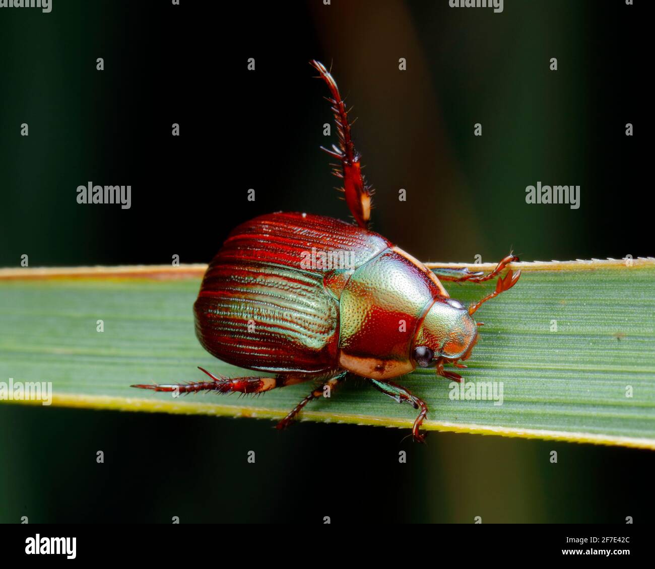 Callistethus hi-res stock photography and images - Alamy