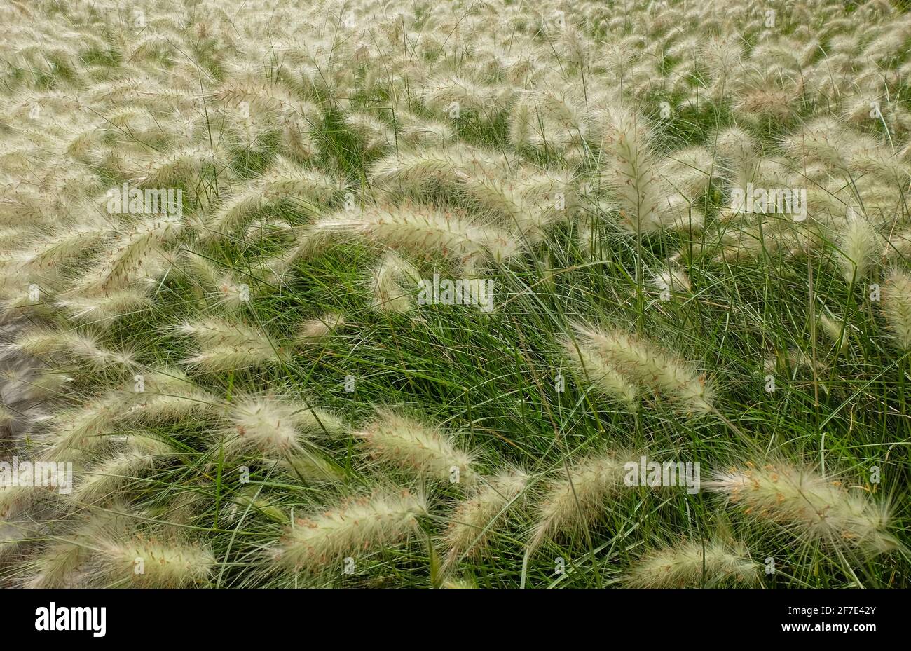 Beautiful heat land small hi-res stock photography and images - Alamy