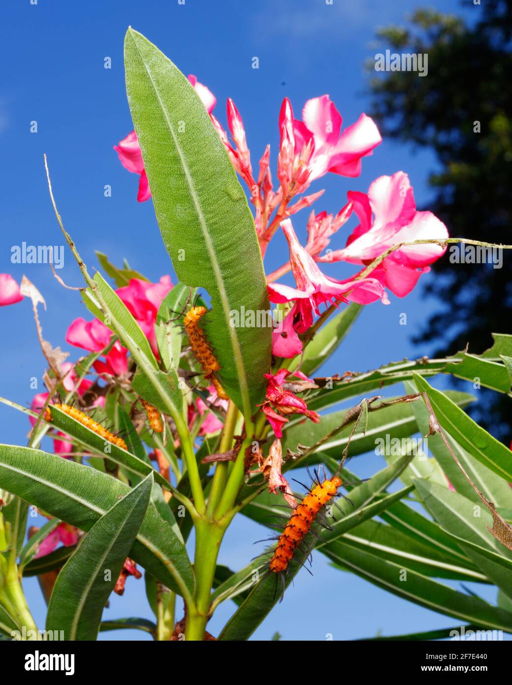 Polka Dot Wasp Moth, Oleander Moth, Syntomeida epilais, caterpillar ...