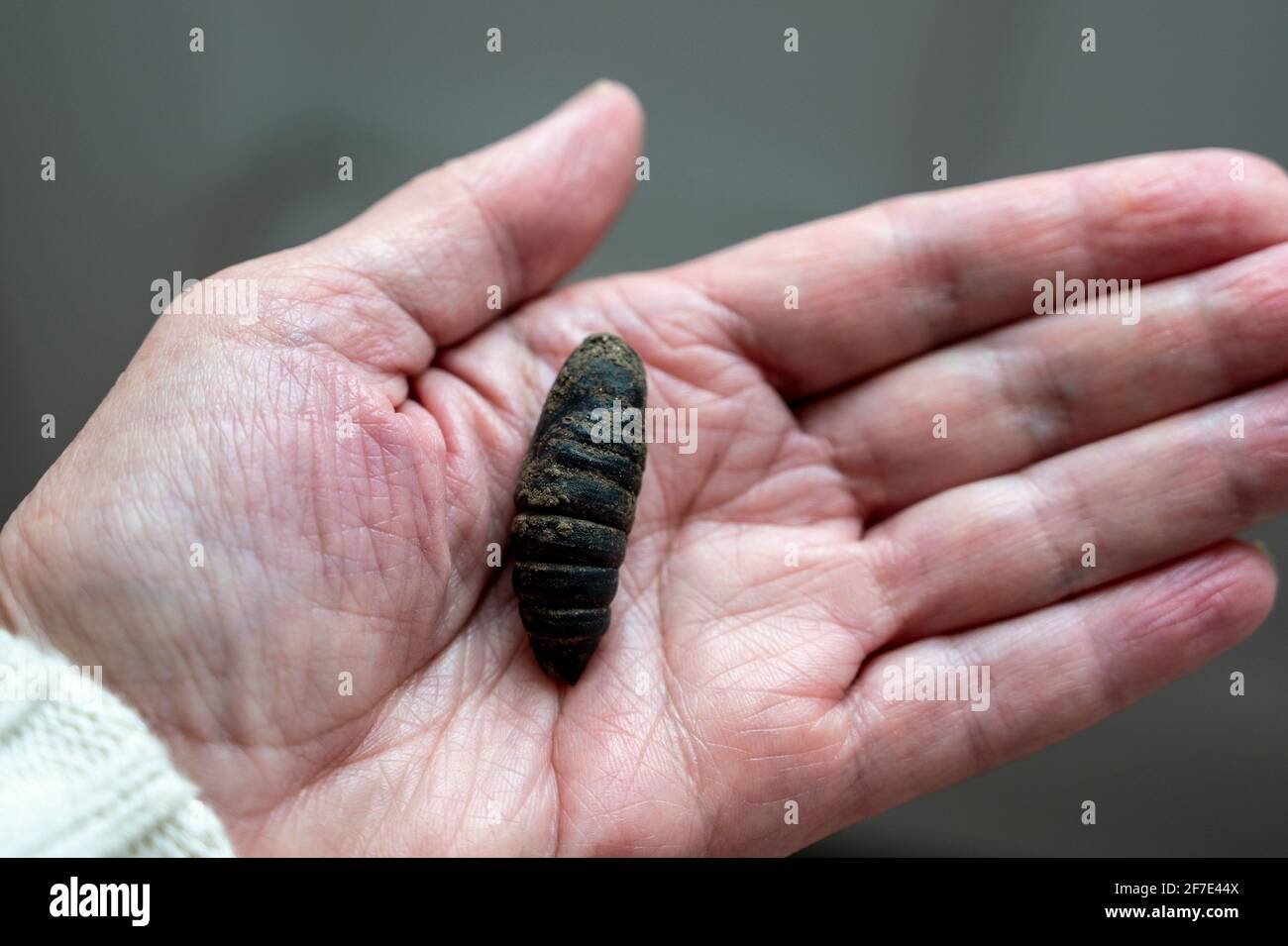 A large chrysalis of the Eyed Hawk Moth, smerinthus ocellata Stock ...