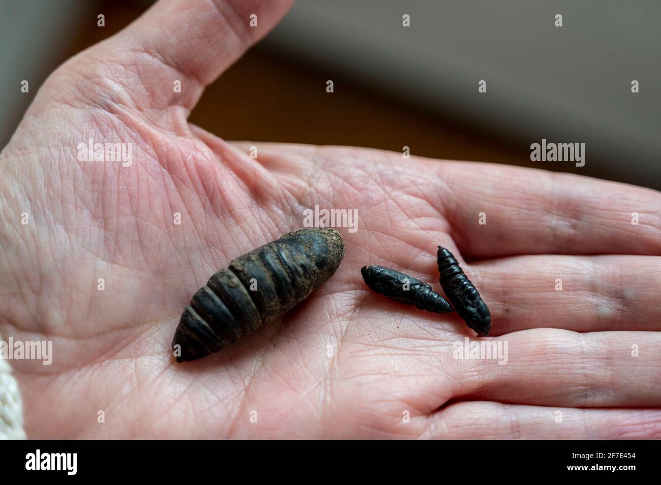 A large chrysalis of the 'eyed hawk moth',smerinthus ocellata, beside ...