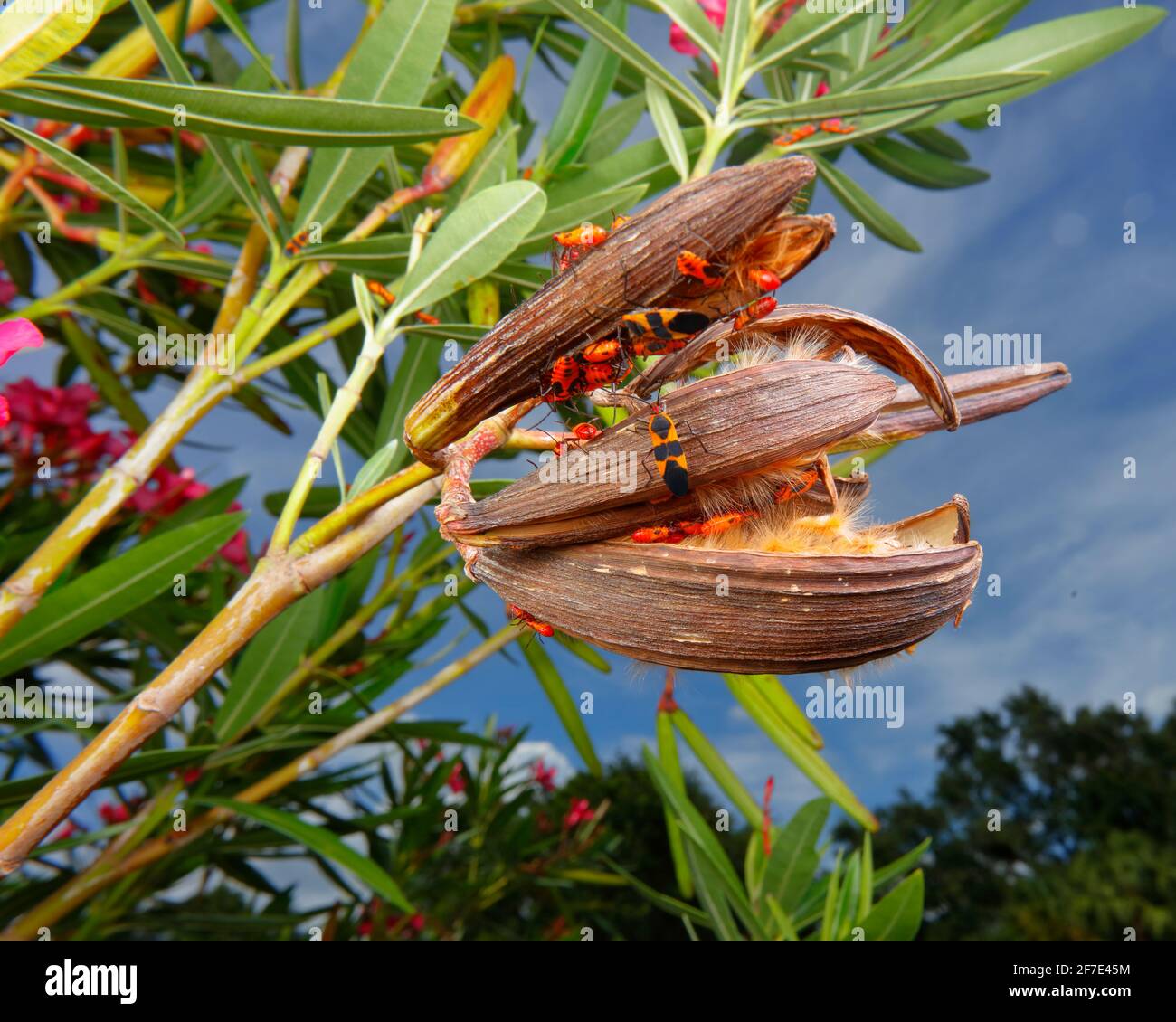A colony of Large Milkweed Bugs, Oncopeltus fasciatus, feasting on ...
