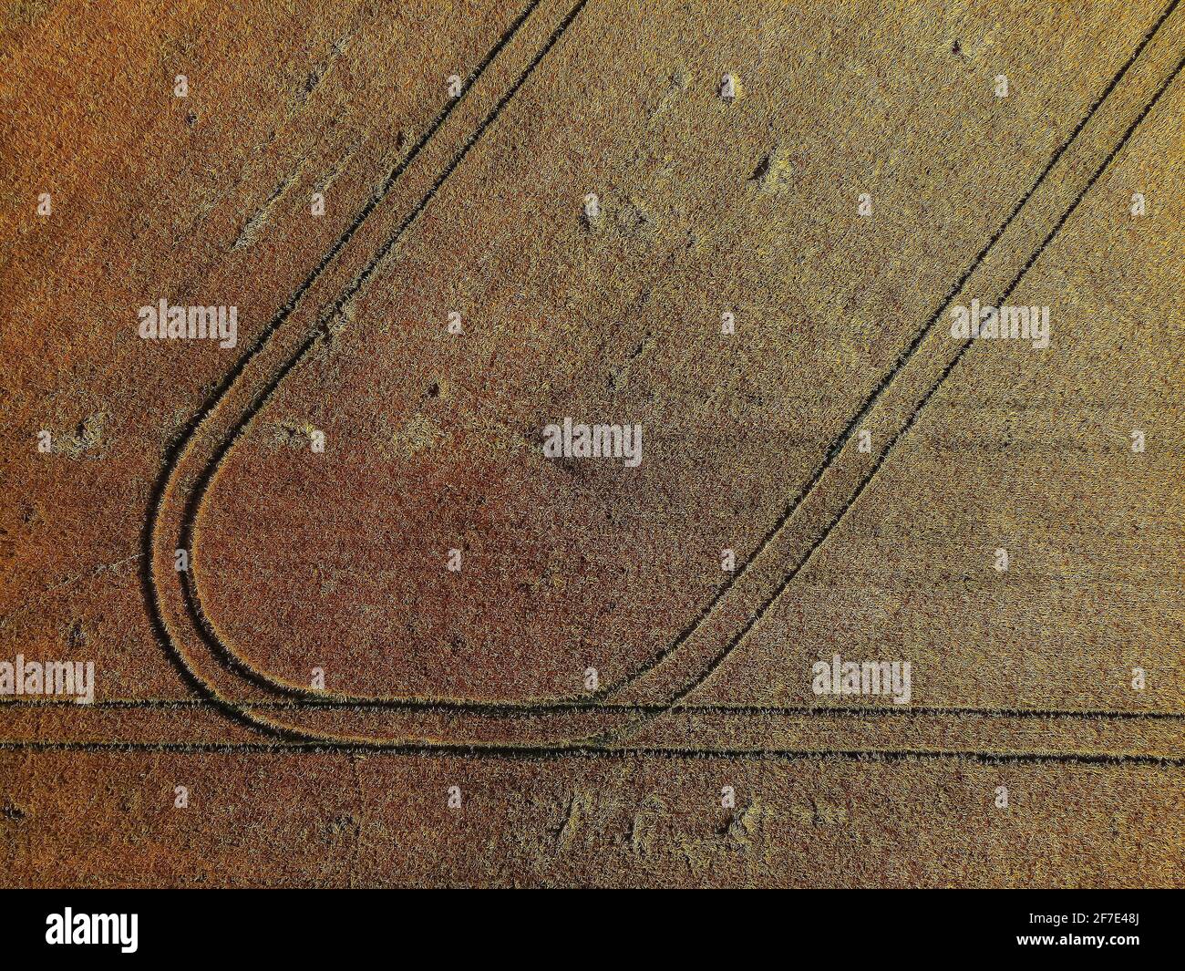 Aerial above view of tractor tracks in a wheat field. Colorful ...