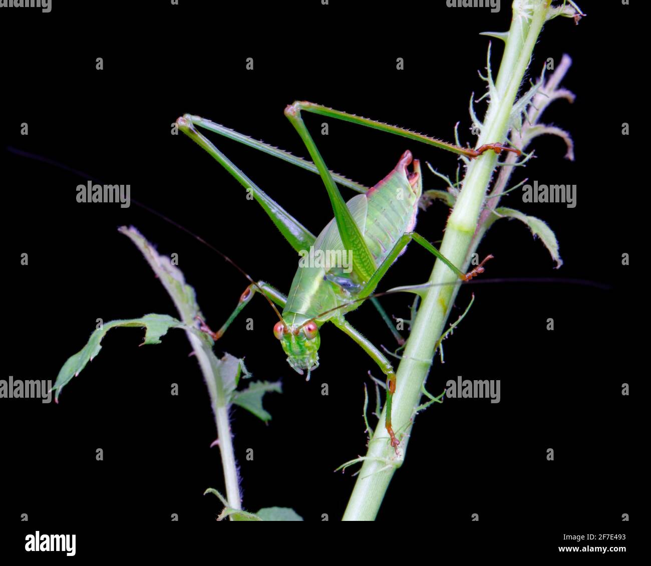 Scudders hi-res stock photography and images - Alamy