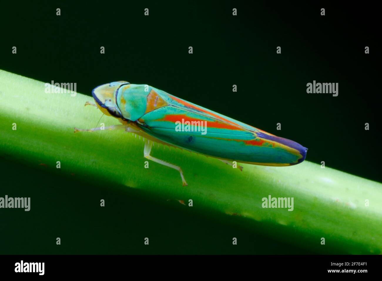 A candy cane leaf hopper, Graphocephala coccinea, perched on a stem ...