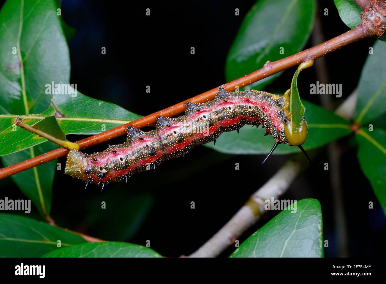 Worm moth hi-res stock photography and images - Alamy