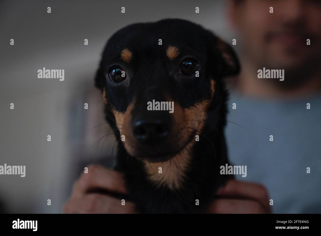 Sweet dog smiling while being held by his owner Stock Photo - Alamy