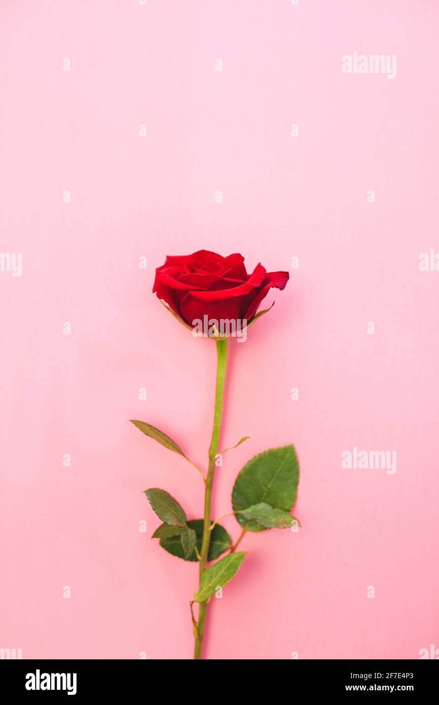 Pink roses background. Red roses on white background. February backdrop ...