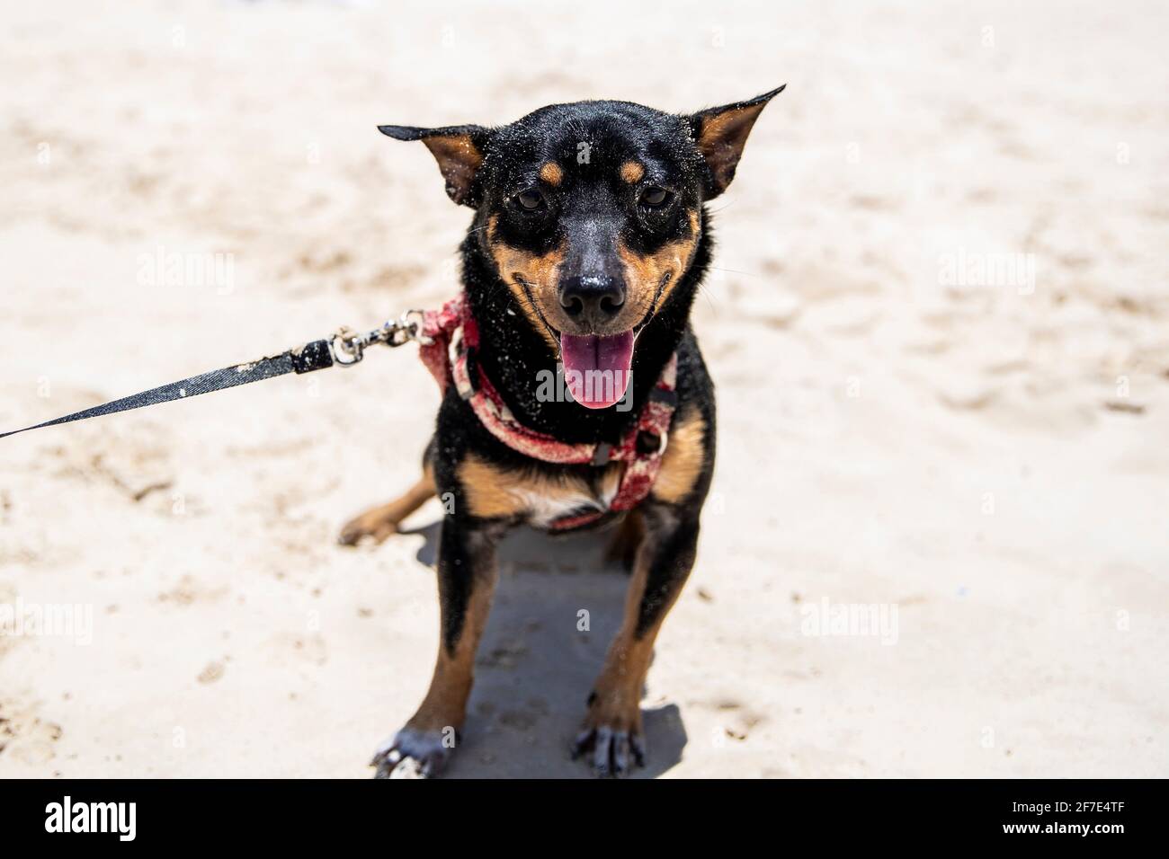 Puppy beach sand hi-res stock photography and images - Alamy