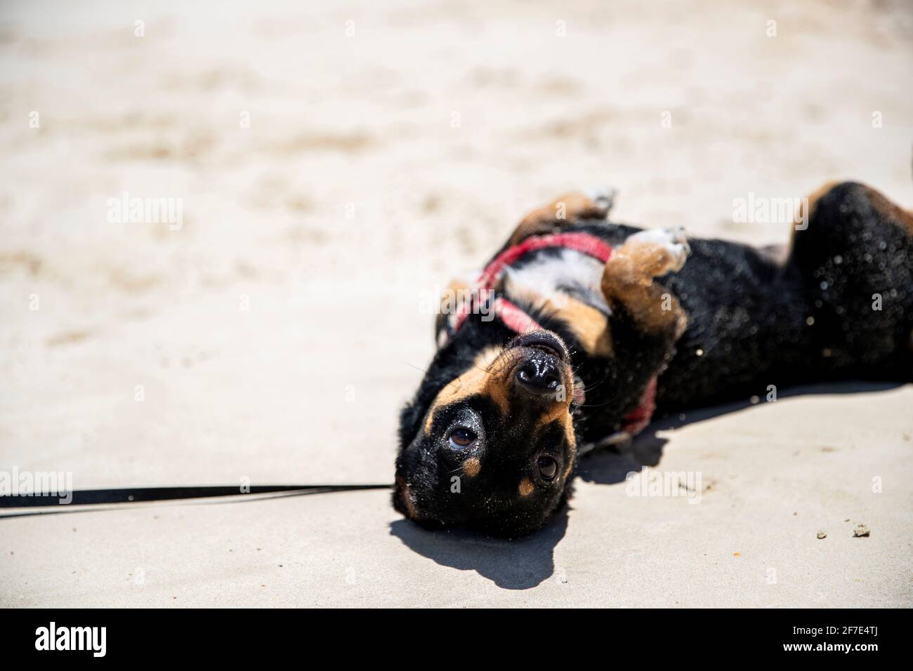 Happy puppy rolling around in the sand at the beach on a sunny day ...