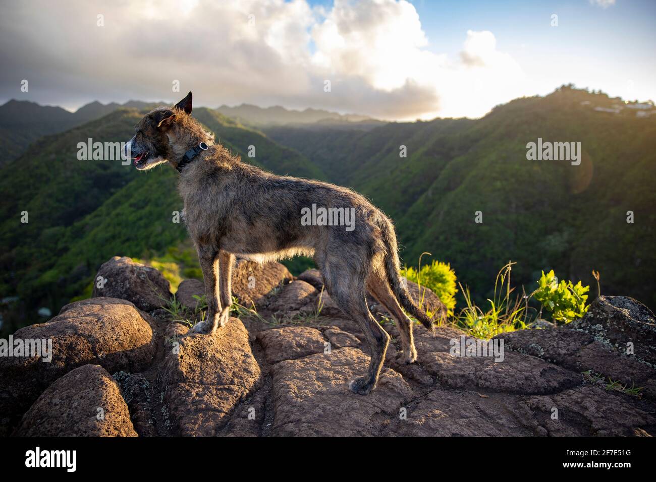 Large scruffy dog standing on a rocky lookout on top of a mountain ...