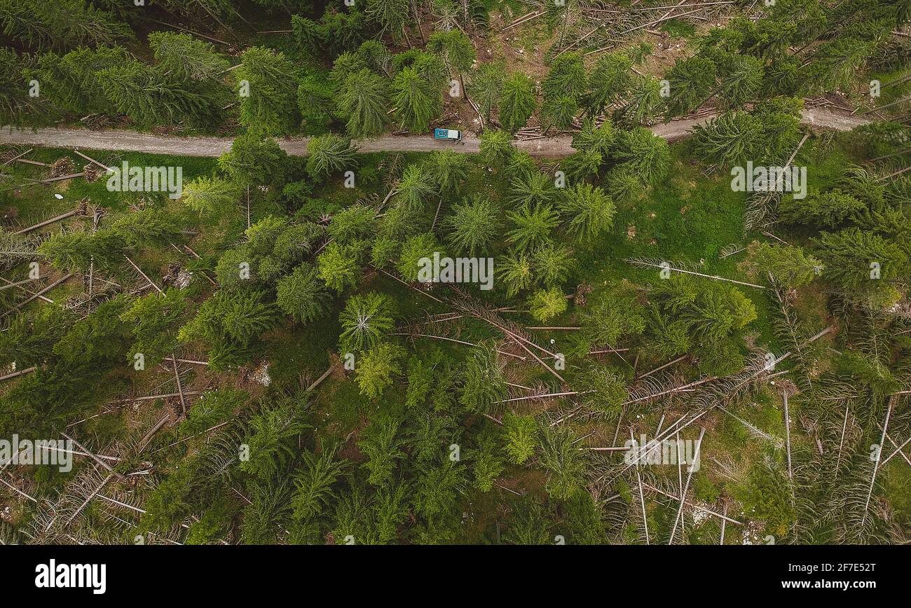 Fallen trees in the forest hi-res stock photography and images - Alamy