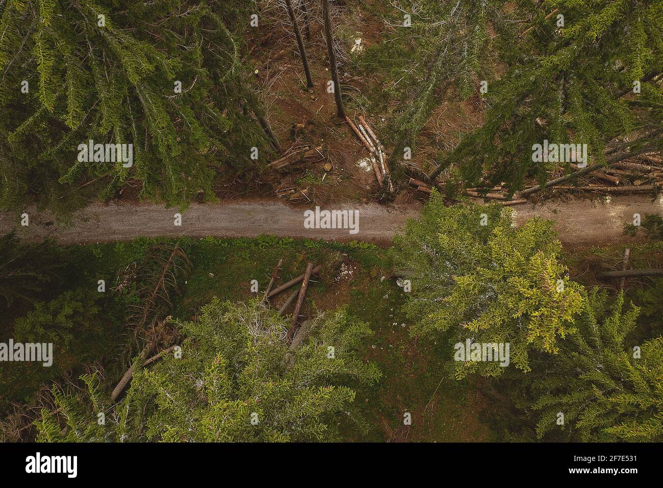 Fallen trees in a forest hi-res stock photography and images - Alamy