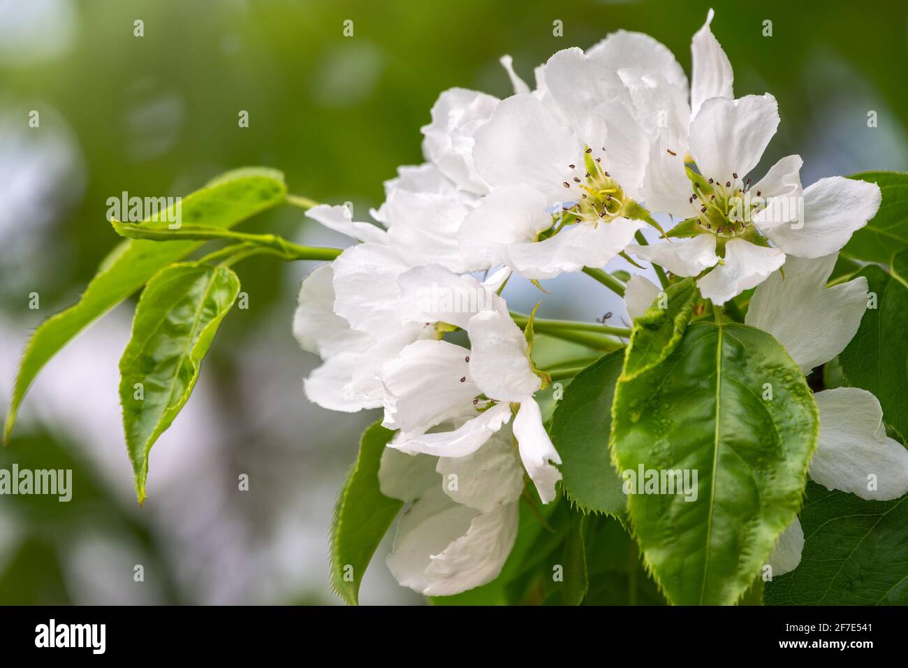 White blossoming apple trees. White apple tree flowers. Spring season ...