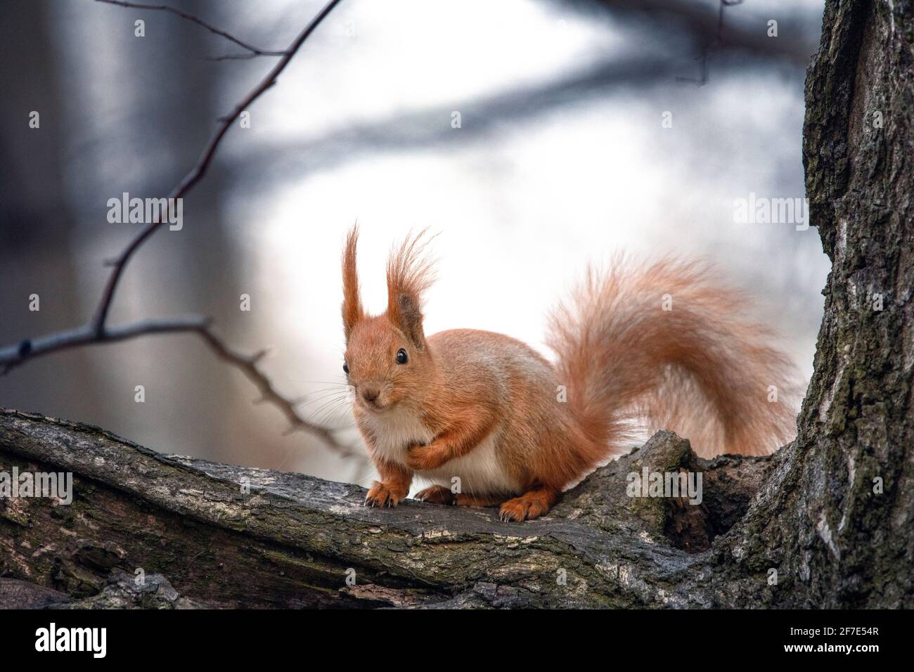 Furry High Resolution Stock Photography and Images - Alamy