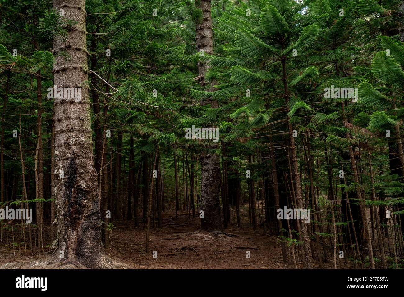 Mysterious hidden area of the woods in the tropical rainforest Stock ...