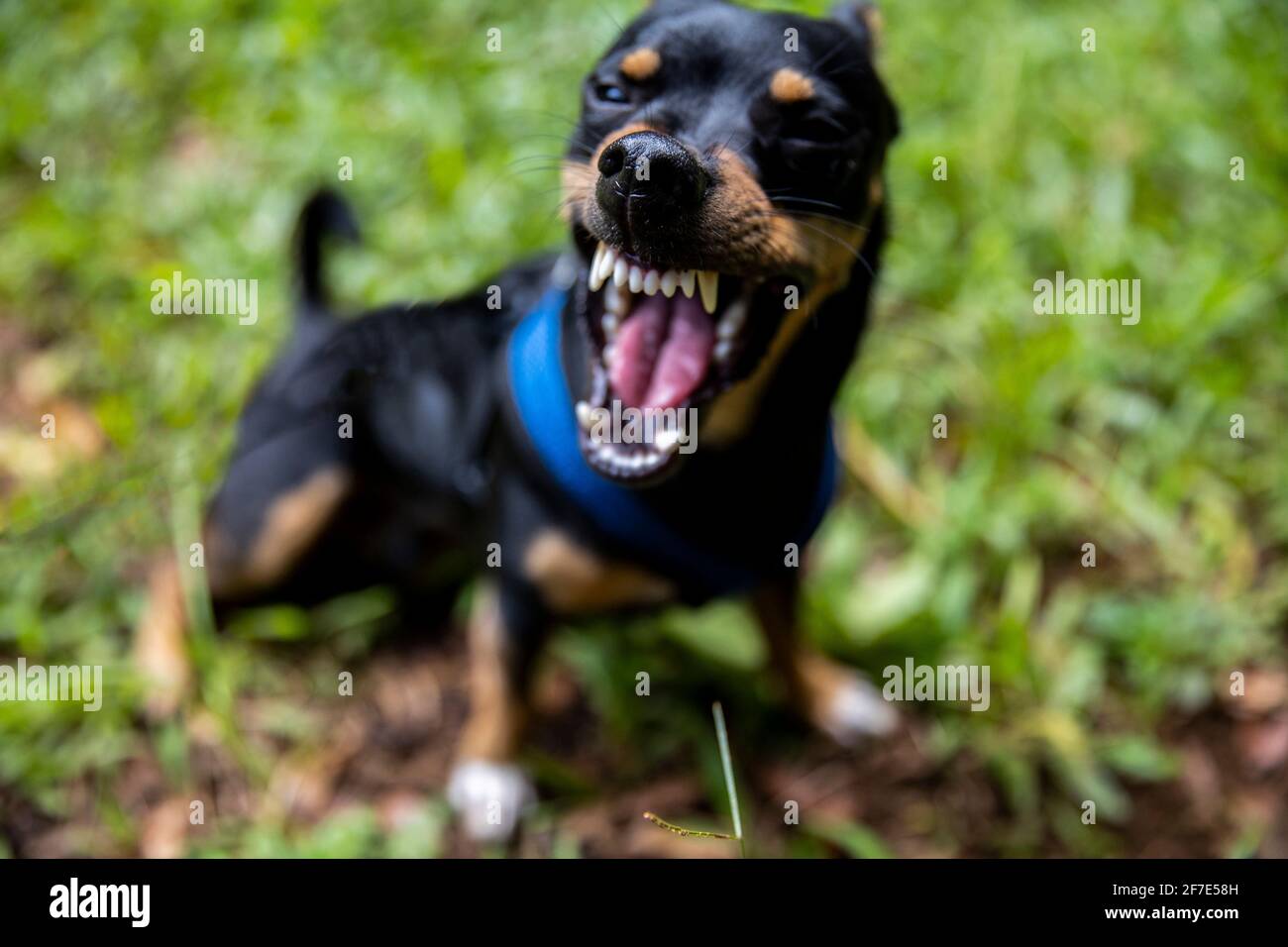 Pointed teeth hi-res stock photography and images - Alamy