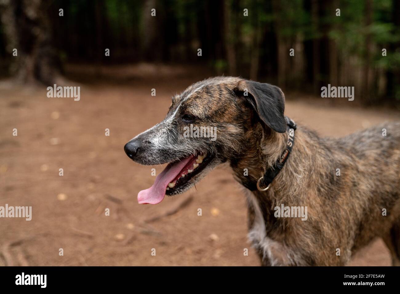Happy scruffy dog hi-res stock photography and images - Alamy