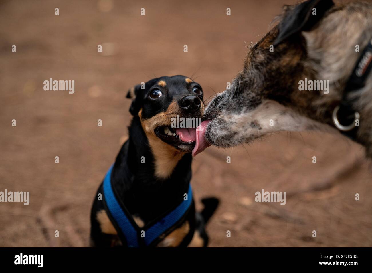 Large dog cleaning off a smaller puppy after a messy hike Stock Photo ...