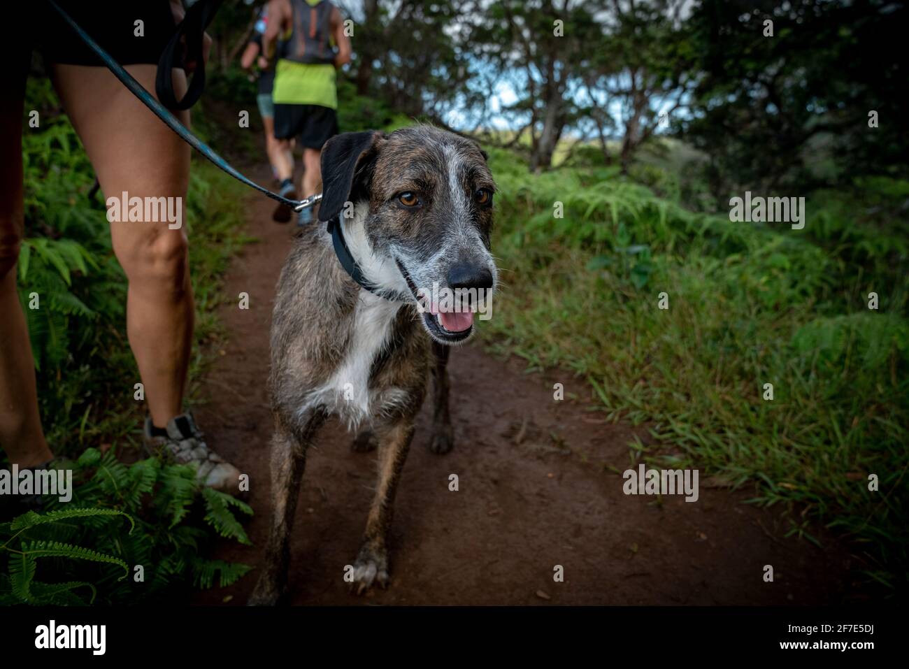 Happy senior dog and his owner out for a walk on a busy trail in Oahu ...