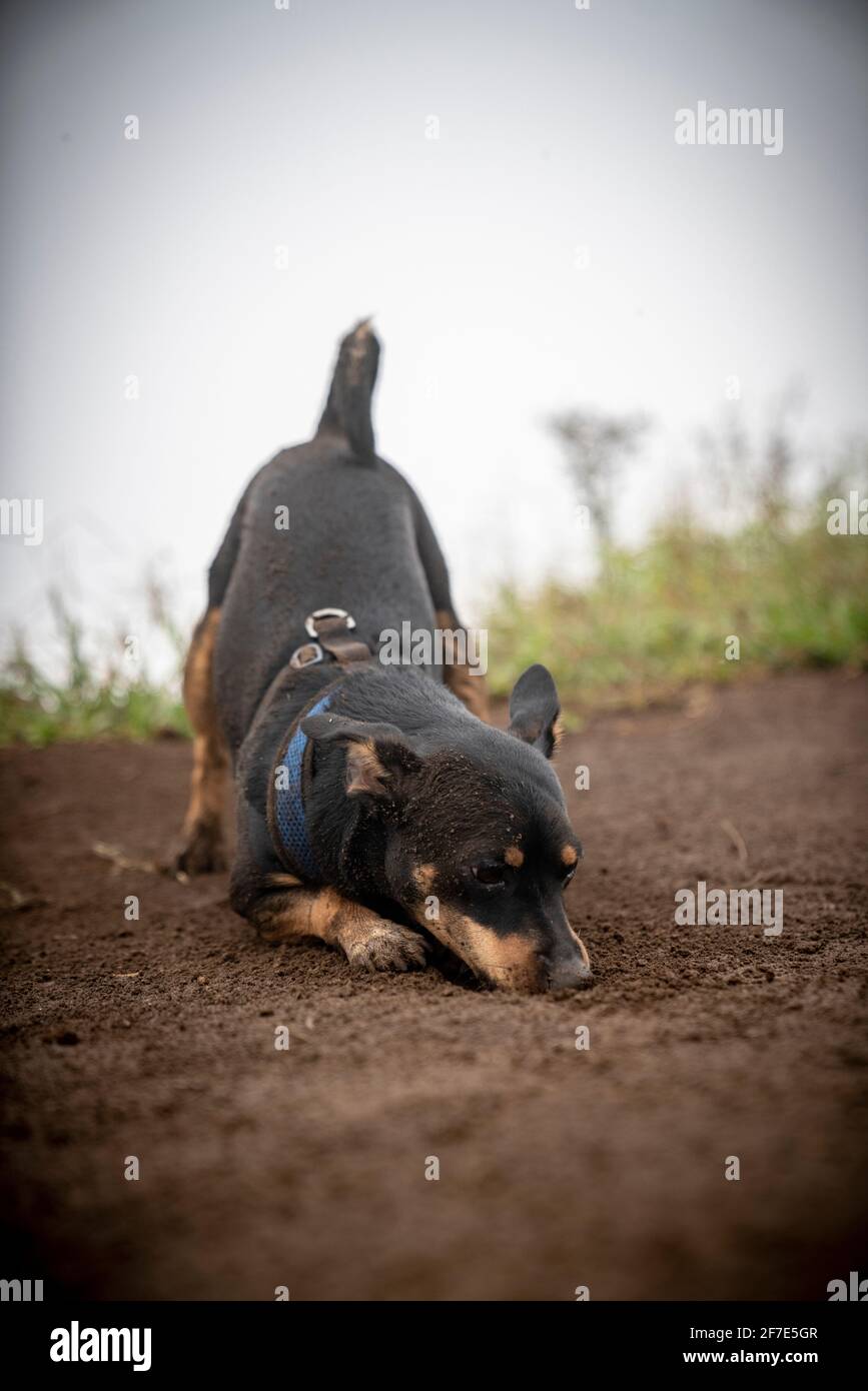 Concentrated pup digging the perfect hole for himself during a walk ...