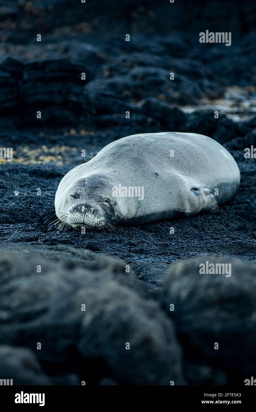 Hawaiian Monk Seal falling asleep on rocks at the beach during sunset ...