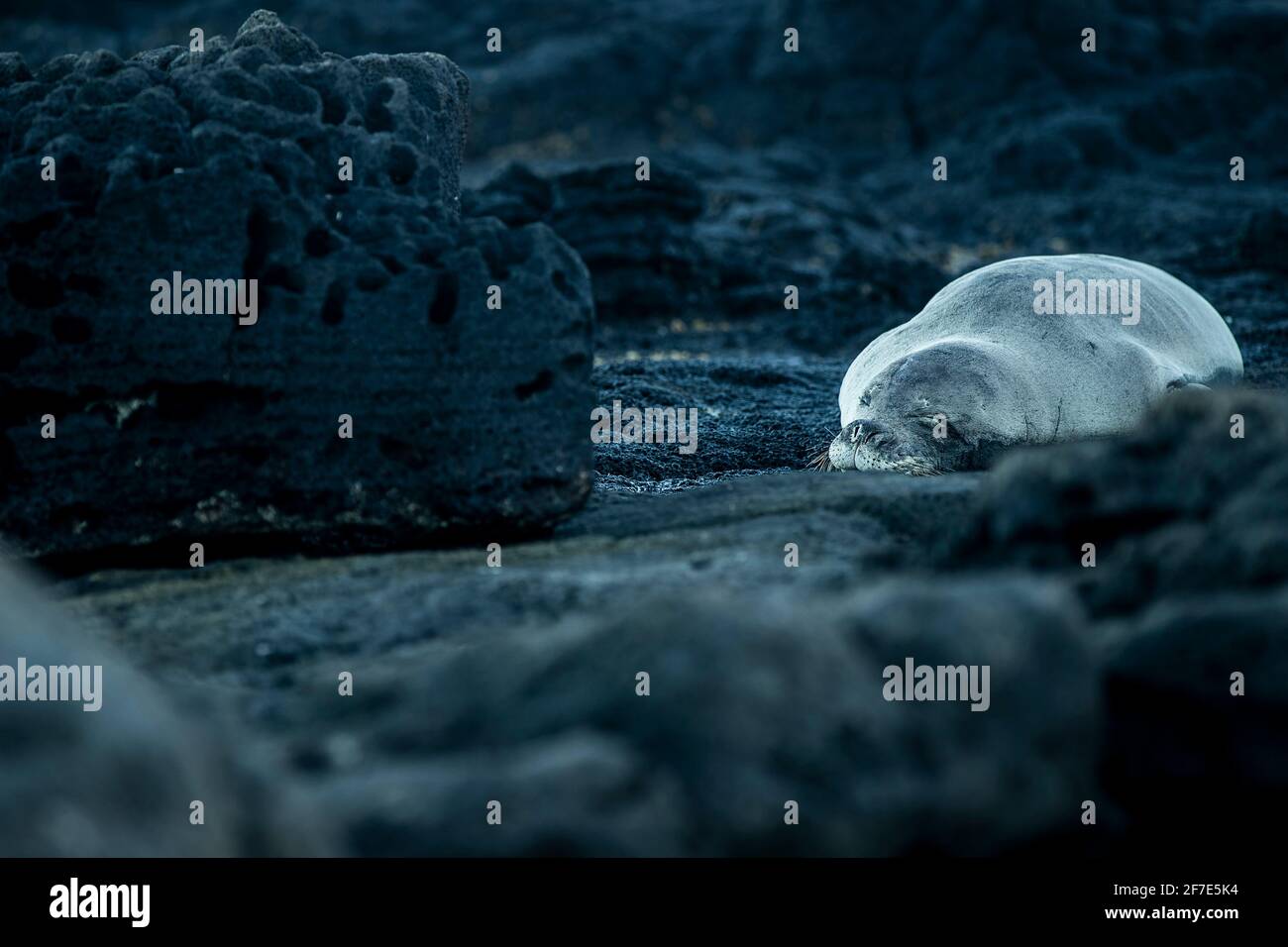 Grey seal rocks hi-res stock photography and images - Alamy