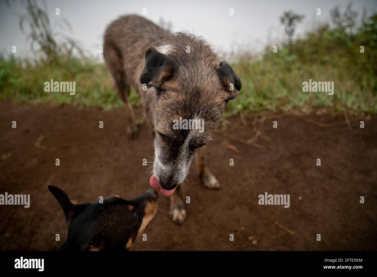Two dogs meeting hi-res stock photography and images - Alamy