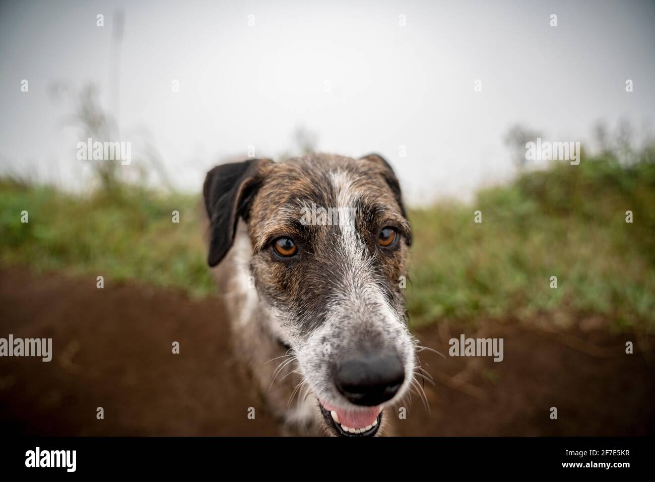 Checking dog hi-res stock photography and images - Alamy