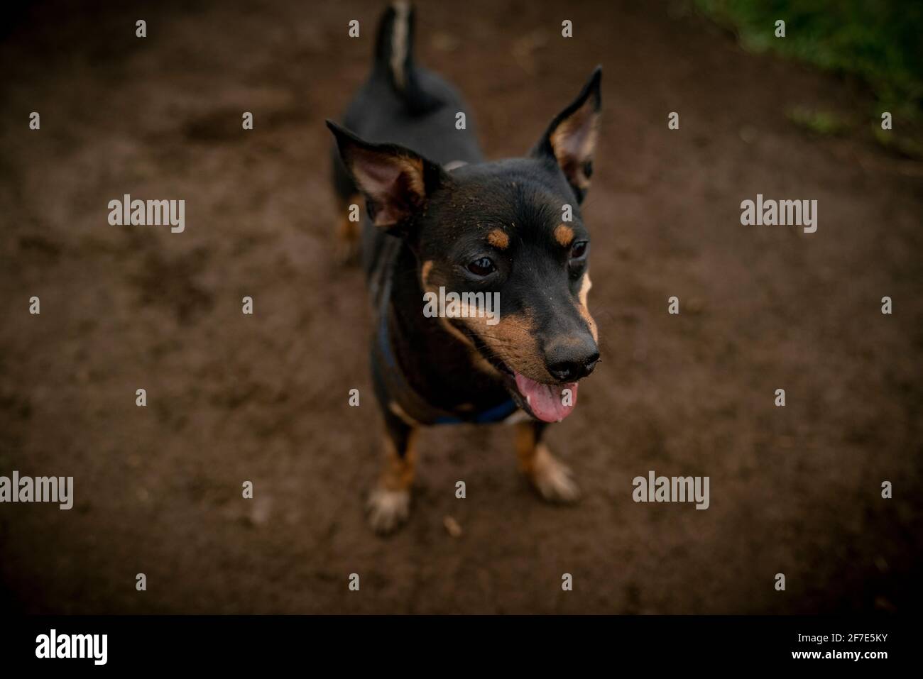 Baby excited pet hi-res stock photography and images - Alamy