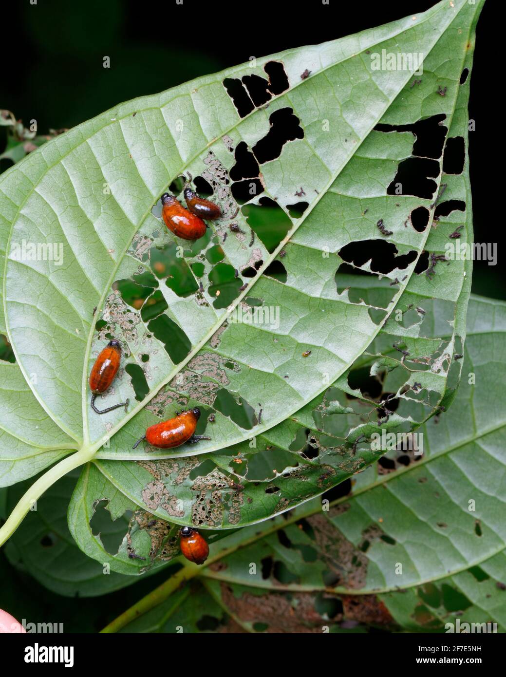 Air potato leaf beetle, Lilioceris cheni, larvae or grubs feeding on an ...