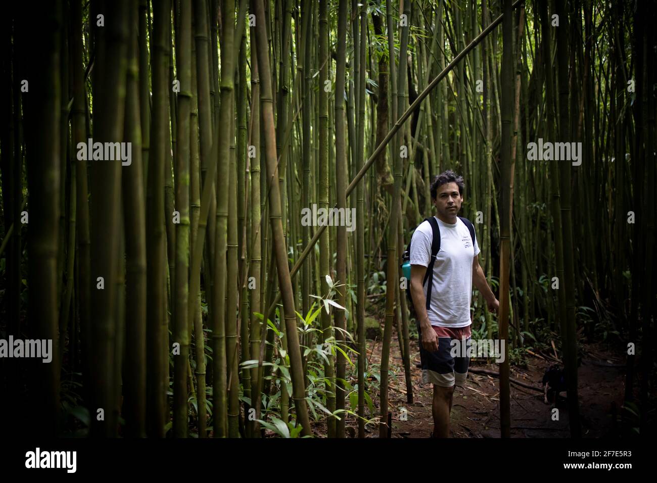 Man standing in the forest hi-res stock photography and images - Alamy
