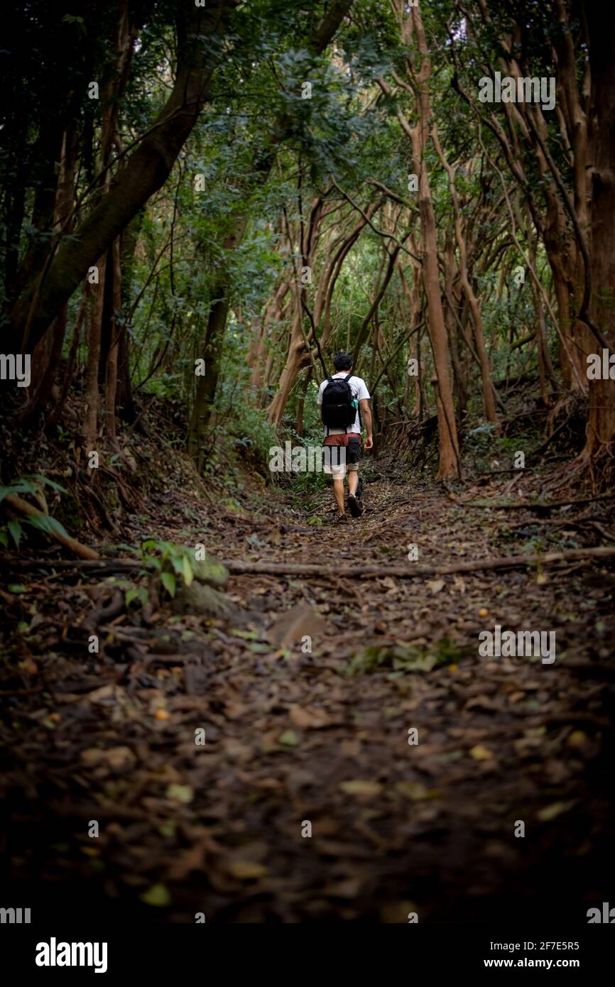 Man hiking alone in a forest in Hawai'i Stock Photo - Alamy