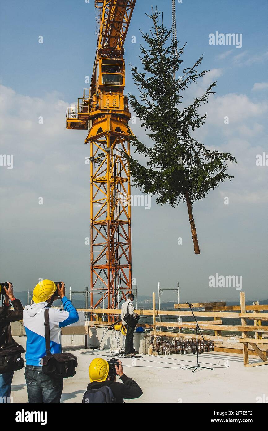 A construction crane is lifting a spruce tree on the top of the ...