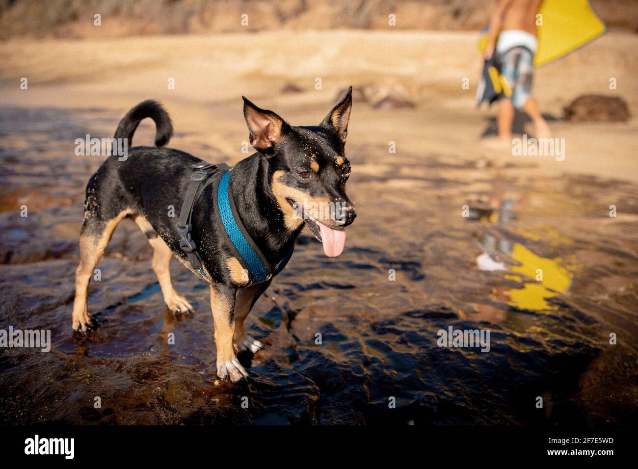 Miniature dog standing on a rock sitting along the shoreline Stock ...