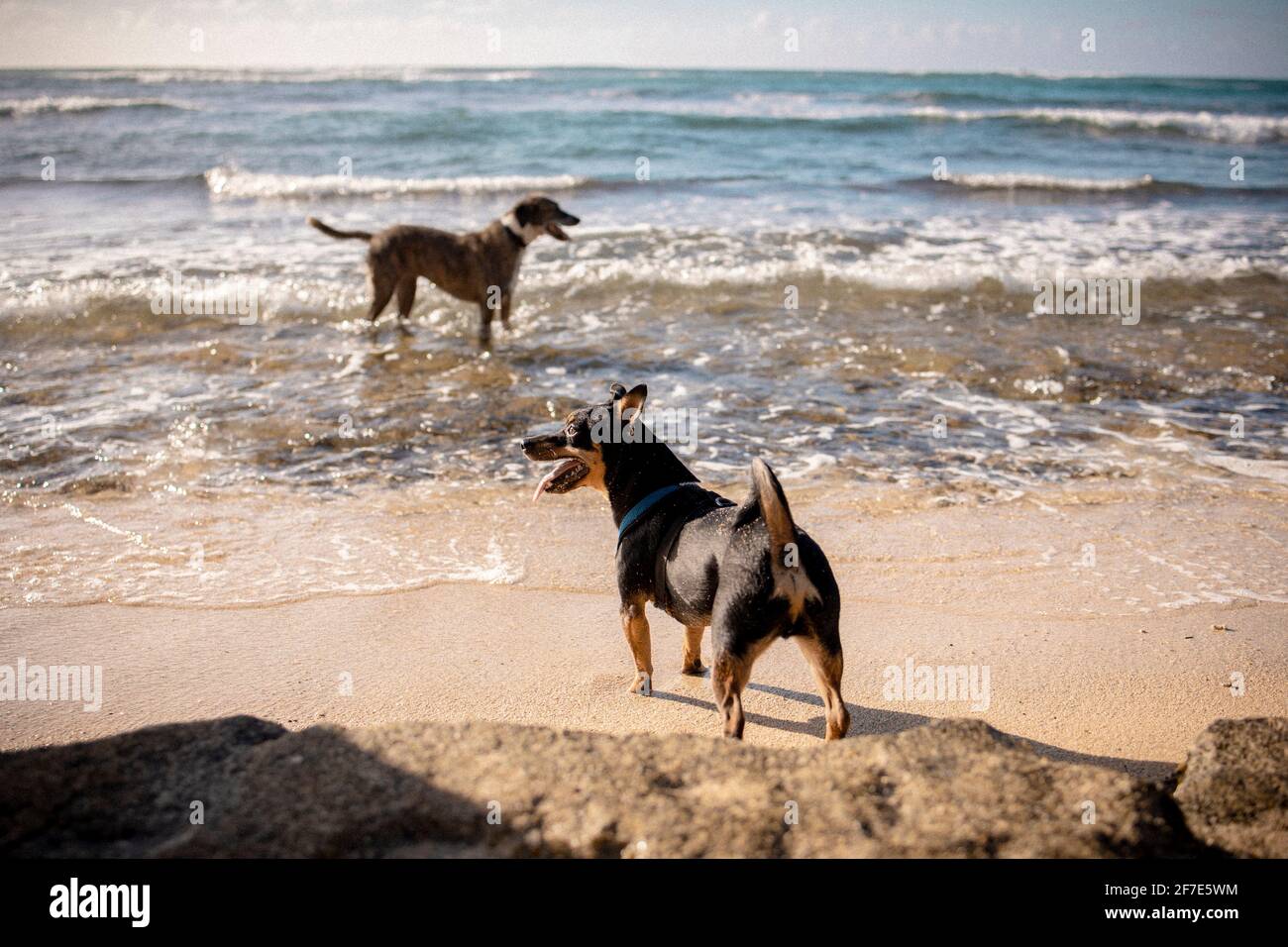 Happy playing dogs hi-res stock photography and images - Alamy