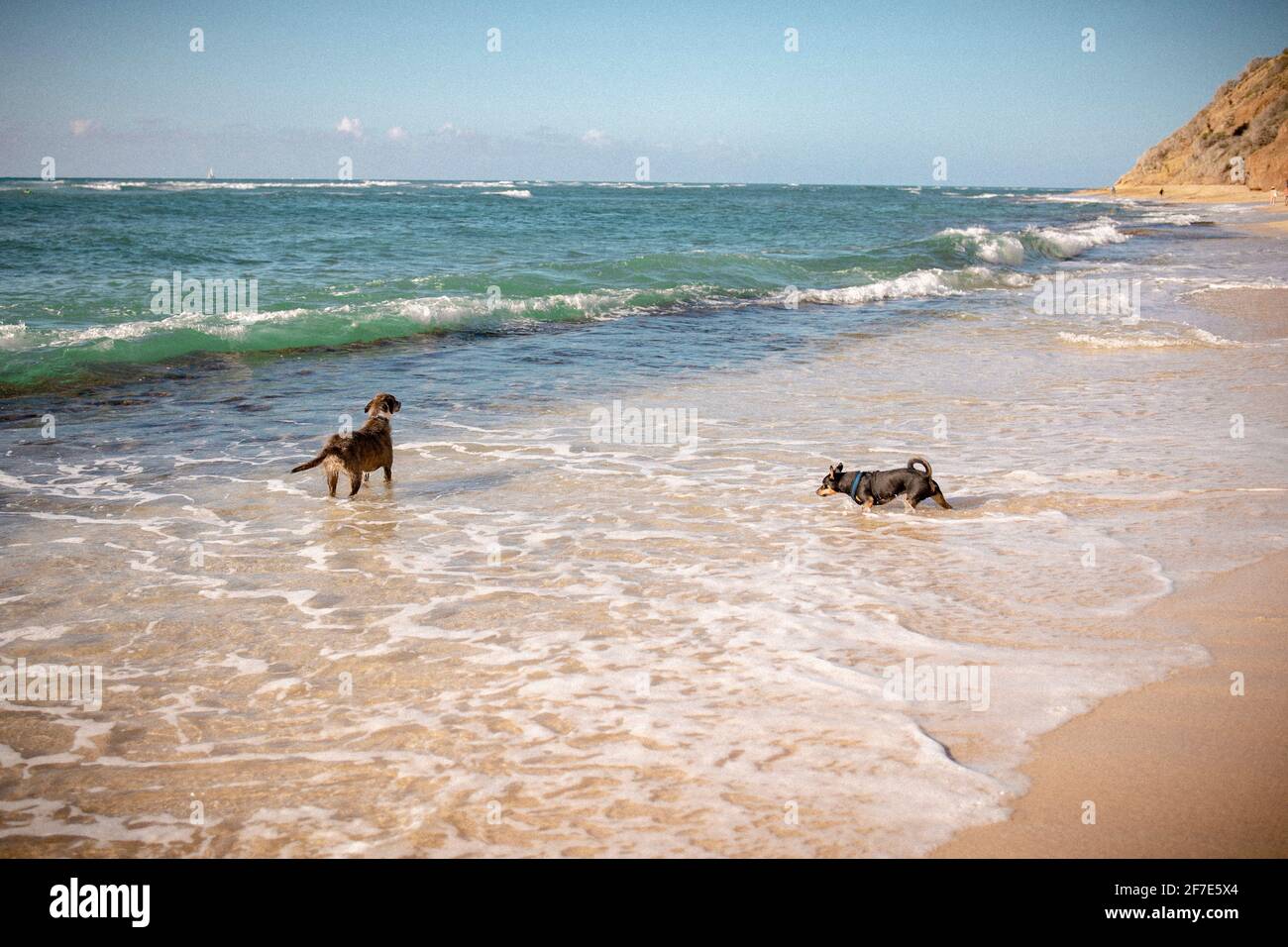 Dogs swimming in the shore of a Hawaiian beach Stock Photo - Alamy