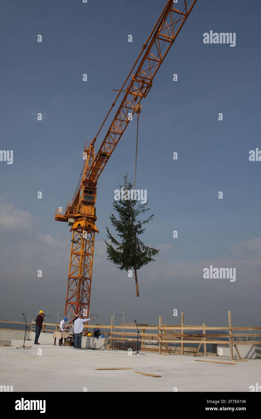 A construction crane is lifting a spruce tree on the top of the ...