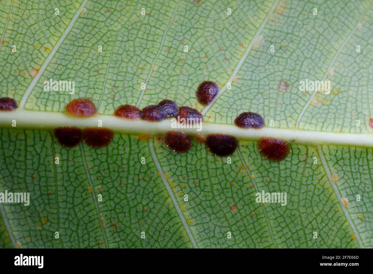 Scale insects hi-res stock photography and images - Alamy