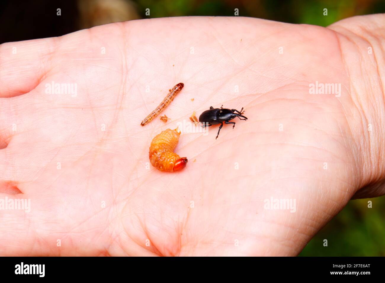Snout weevils hi-res stock photography and images - Alamy