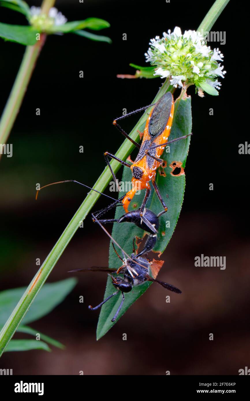 An adult milkweed assassin bug, Zelus longipes, feeding on a Potter ...