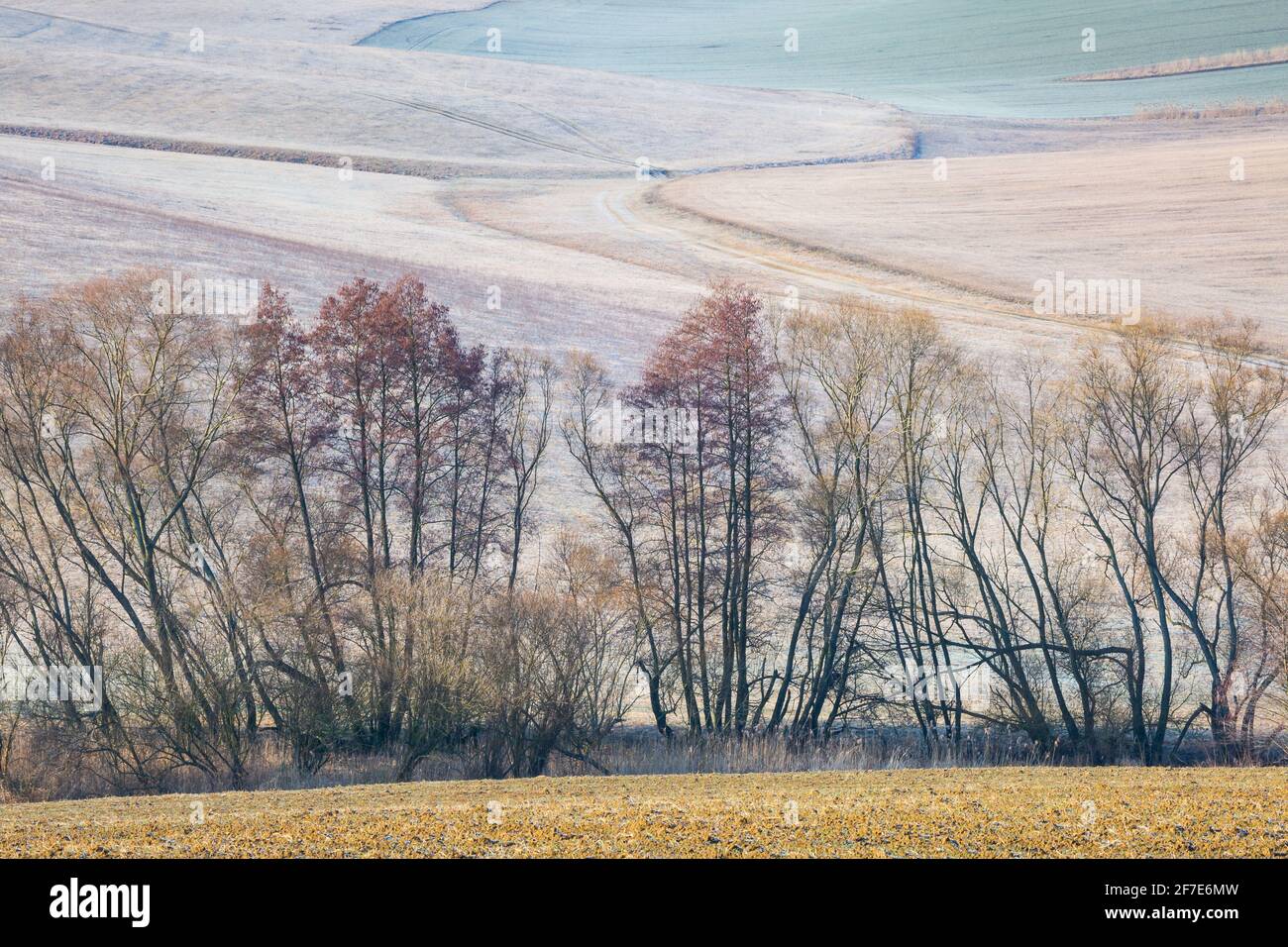 Willows and alders hi-res stock photography and images - Alamy