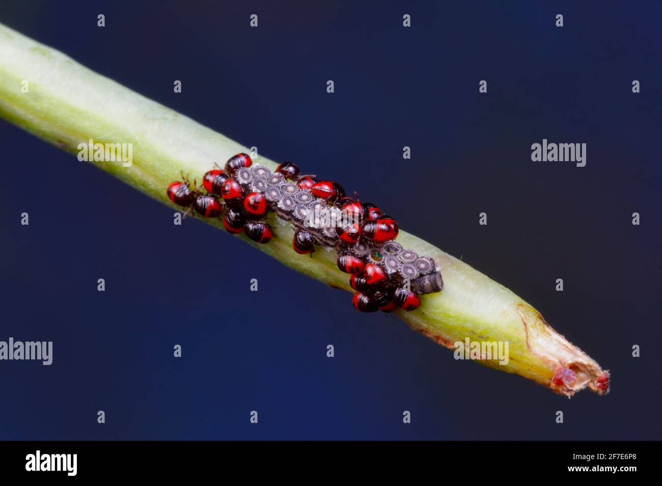 Stink bug nymphs, Hemiptera, nestled alongside eggs Stock Photo - Alamy