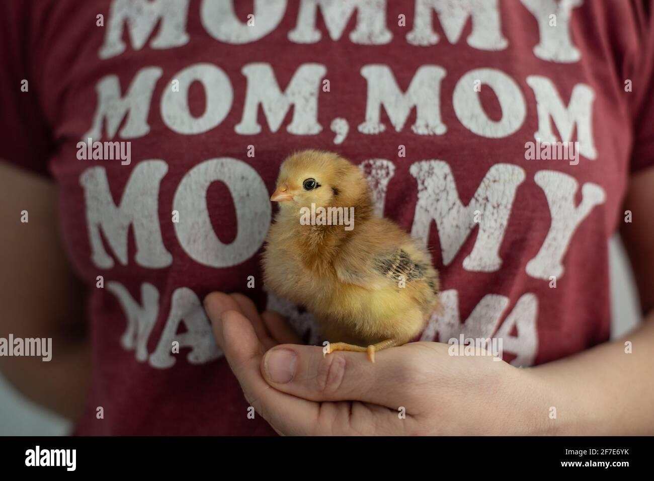 Close up of person holding chick with mom shirt on Stock Photo - Alamy